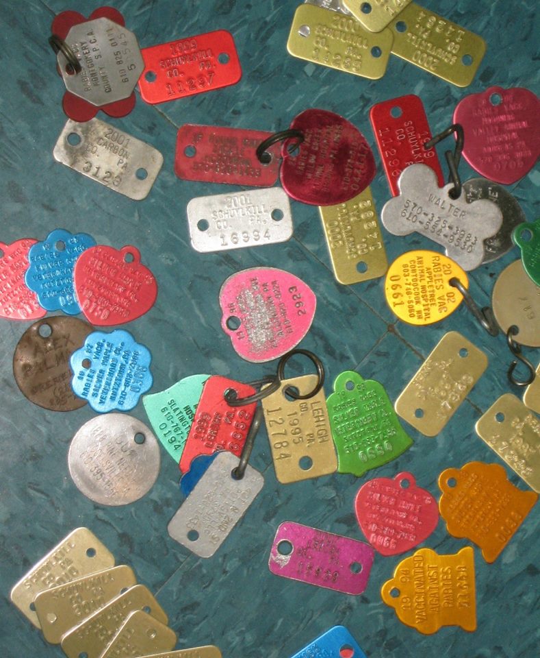 Dog tag registrations are now underway - The Informer